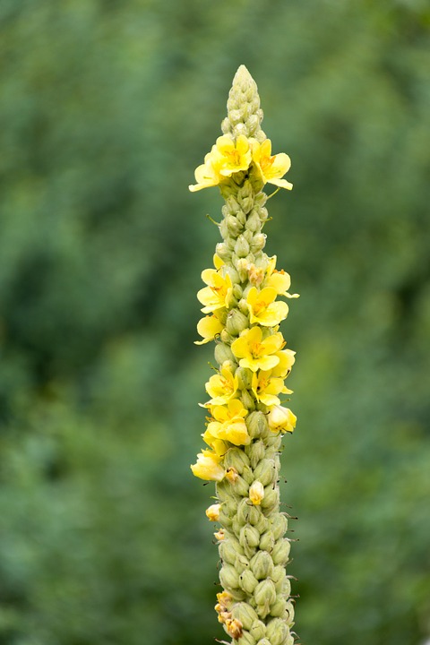 mullein flowers - Idaho Naturopathic Medicine / Sara Rodgers NMD/ND, C.Ac